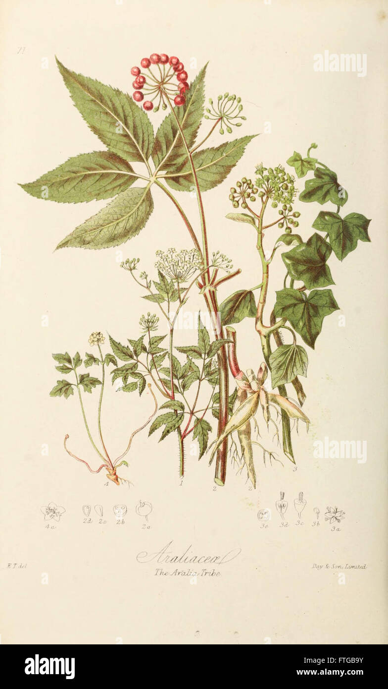 An illustration-based work depicting various natural plant orders, with ...