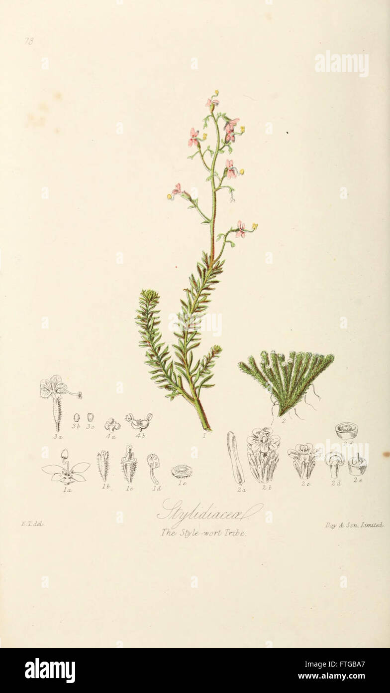 This work features detailed illustrations of plant families, including ...