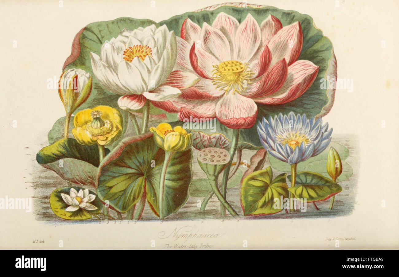 A botanical plate featuring the natural orders of various plant species ...