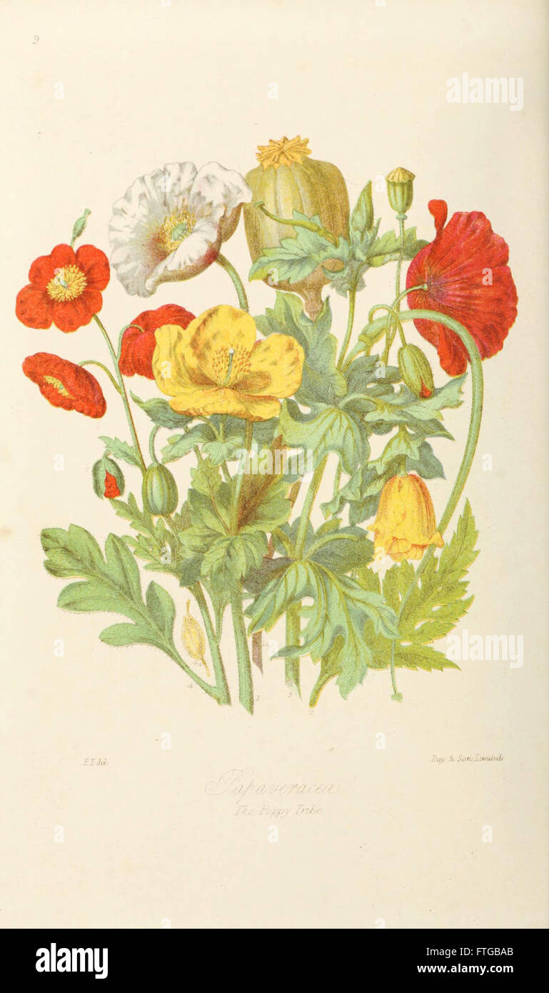 An illustration depicting various plant species, categorized into ...