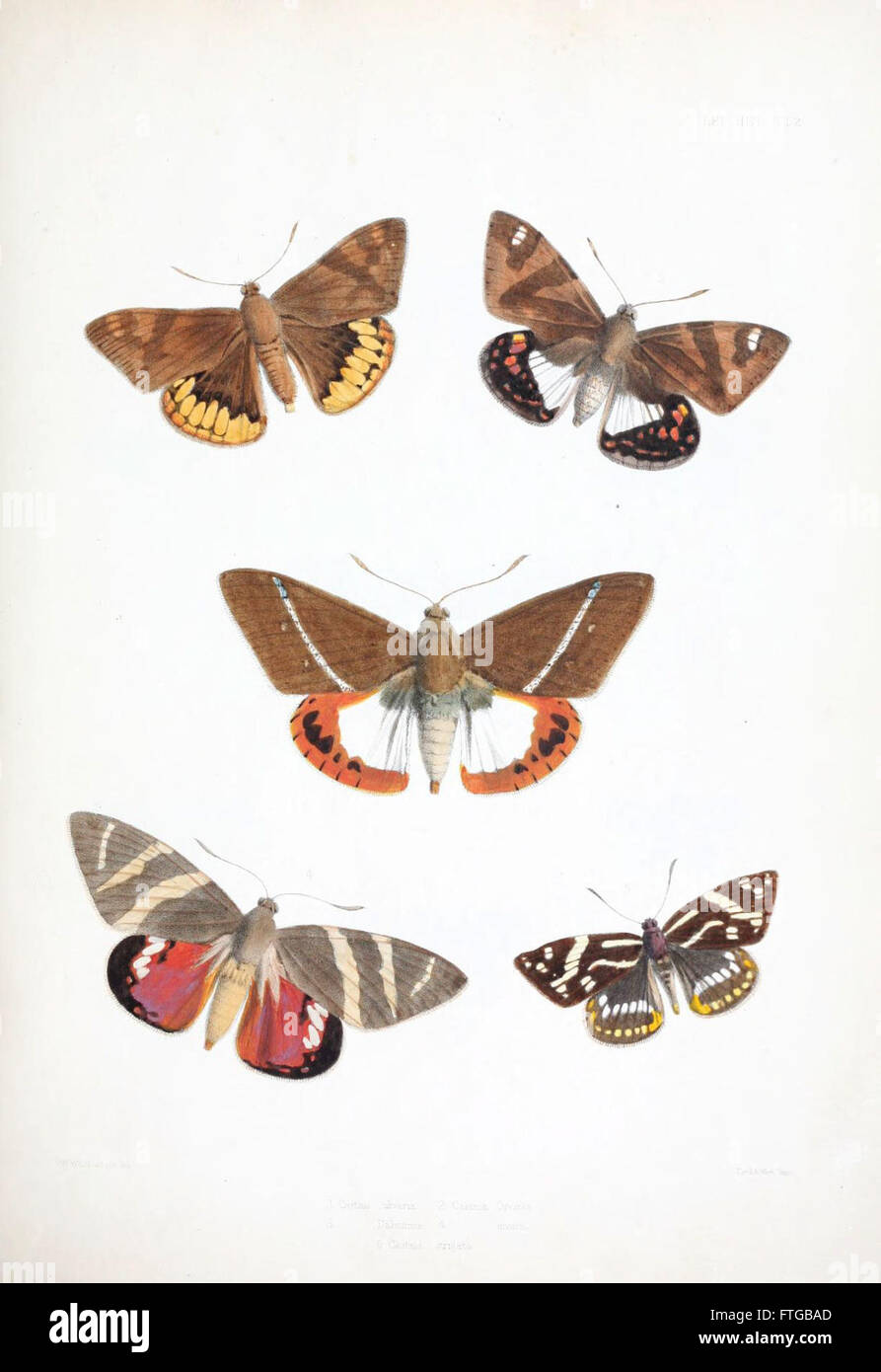 Plate II of the British Museum’s collection of *Lepidoptera Heterocera ...