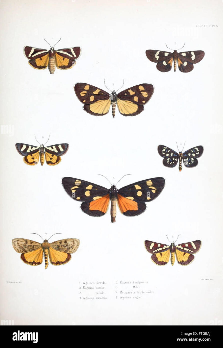 Illustrations typical specimens lepidoptera heterocera hi-res stock ...