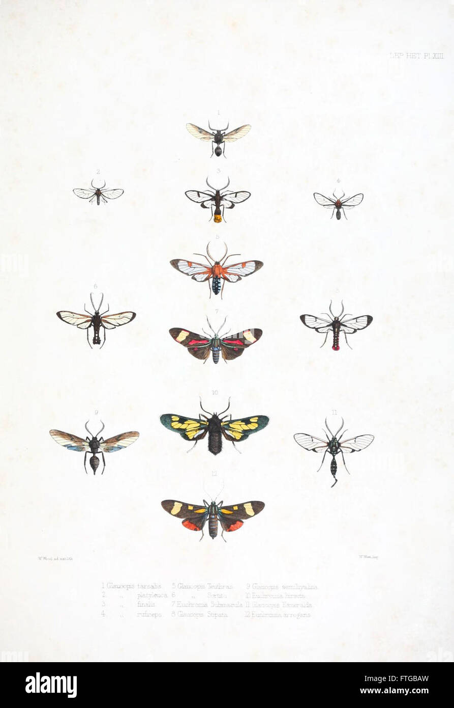 A series of illustrations depicting typical specimens of Heterocera, a ...