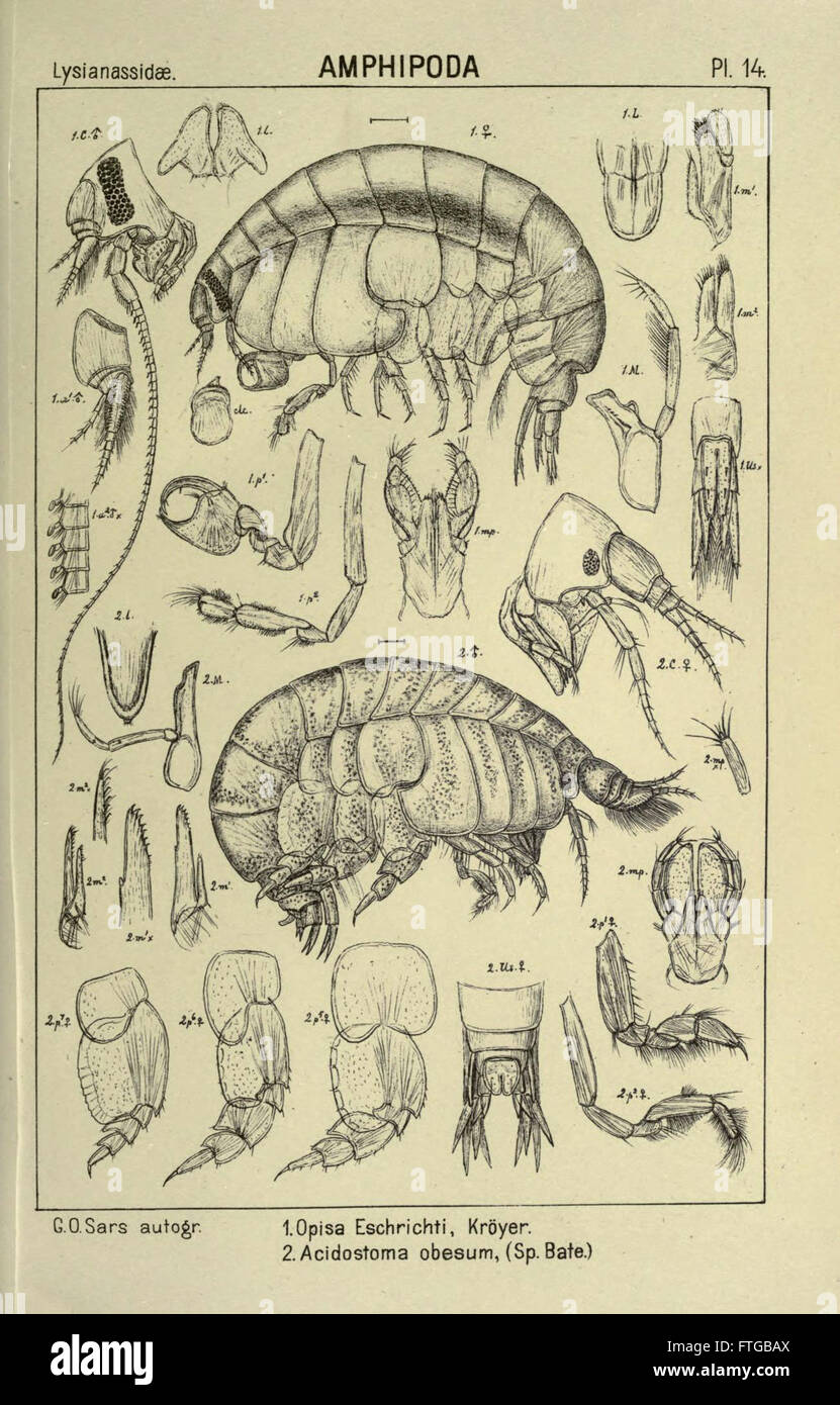 Detailed study of various crustacean anatomy hi-res stock photography ...