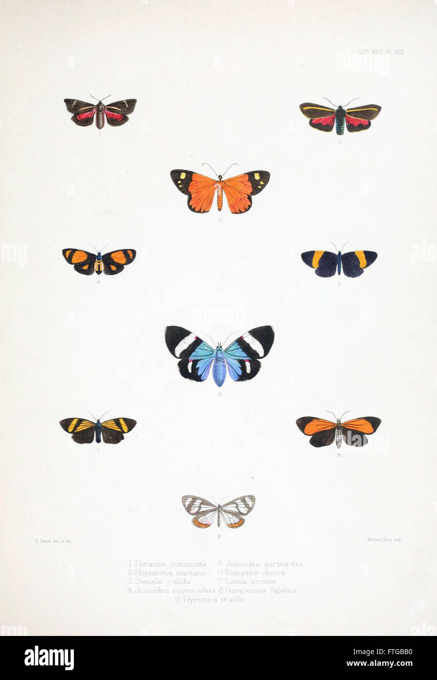 This illustration showcases typical specimens of Lepidoptera Heterocera ...