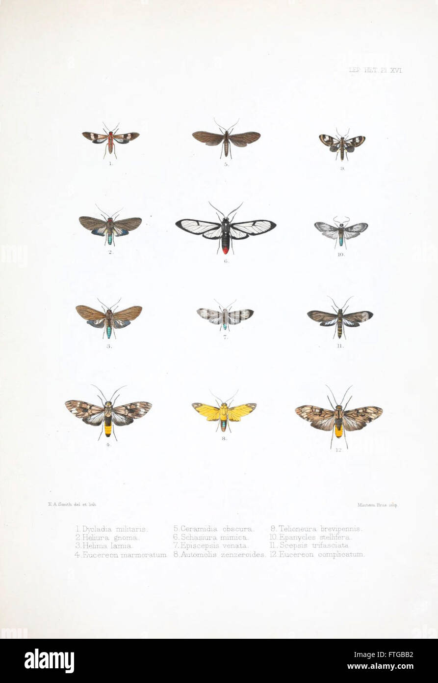 'Illustrations of Typical Specimens of Lepidoptera Heterocera' (Pl. XVI ...