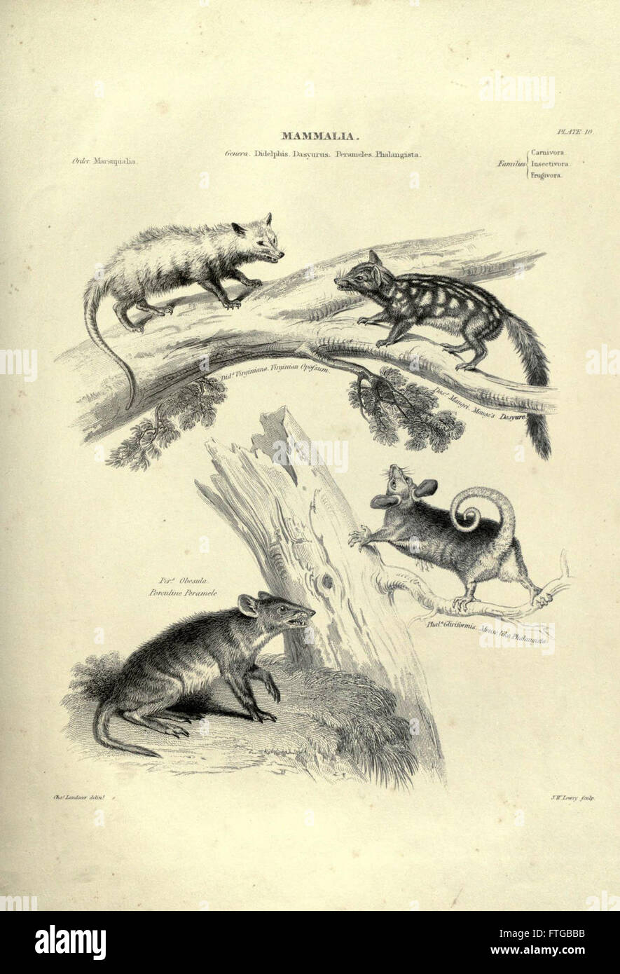 A detailed zoological illustration from the 'Illustrations of Zoology ...