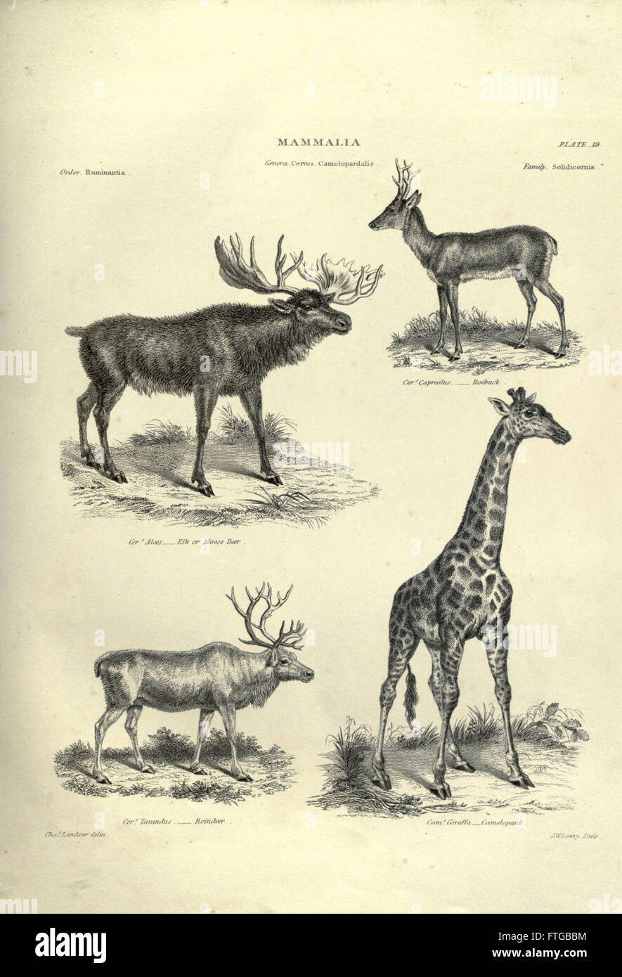 A detailed illustration of zoological subjects, showcasing specific ...