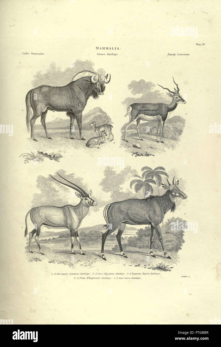 An illustration from a zoological work depicting various species ...