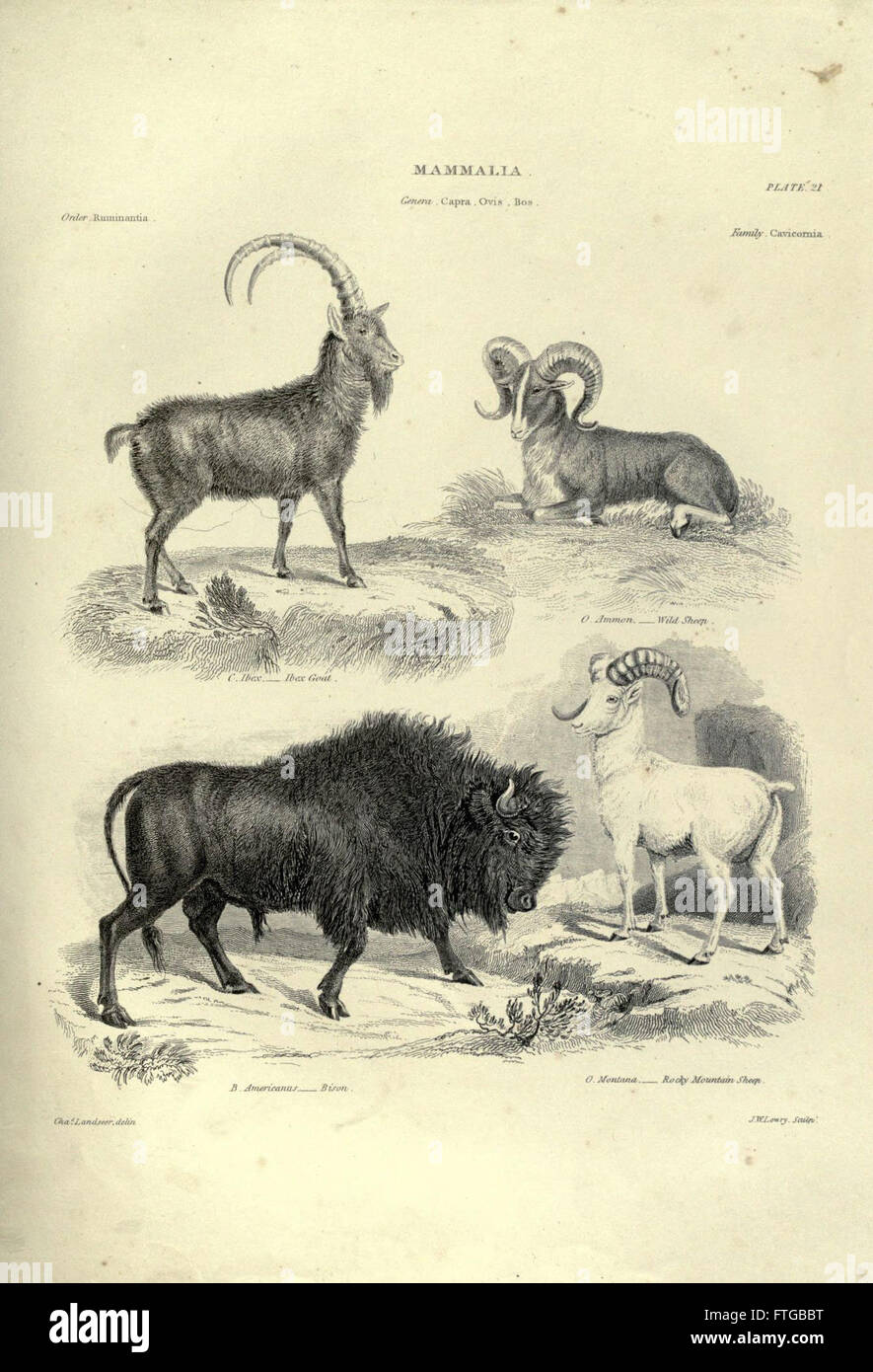 A zoological illustration from Plate 21 of the 'Illustrations of ...