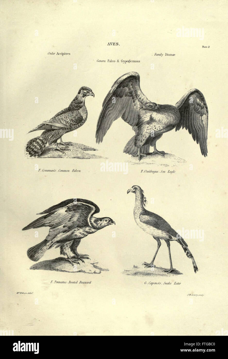 This zoological illustration plate offers detailed depictions of ...