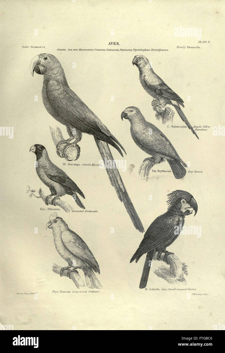 This plate from 'Illustrations of Zoology' depicts various animal ...