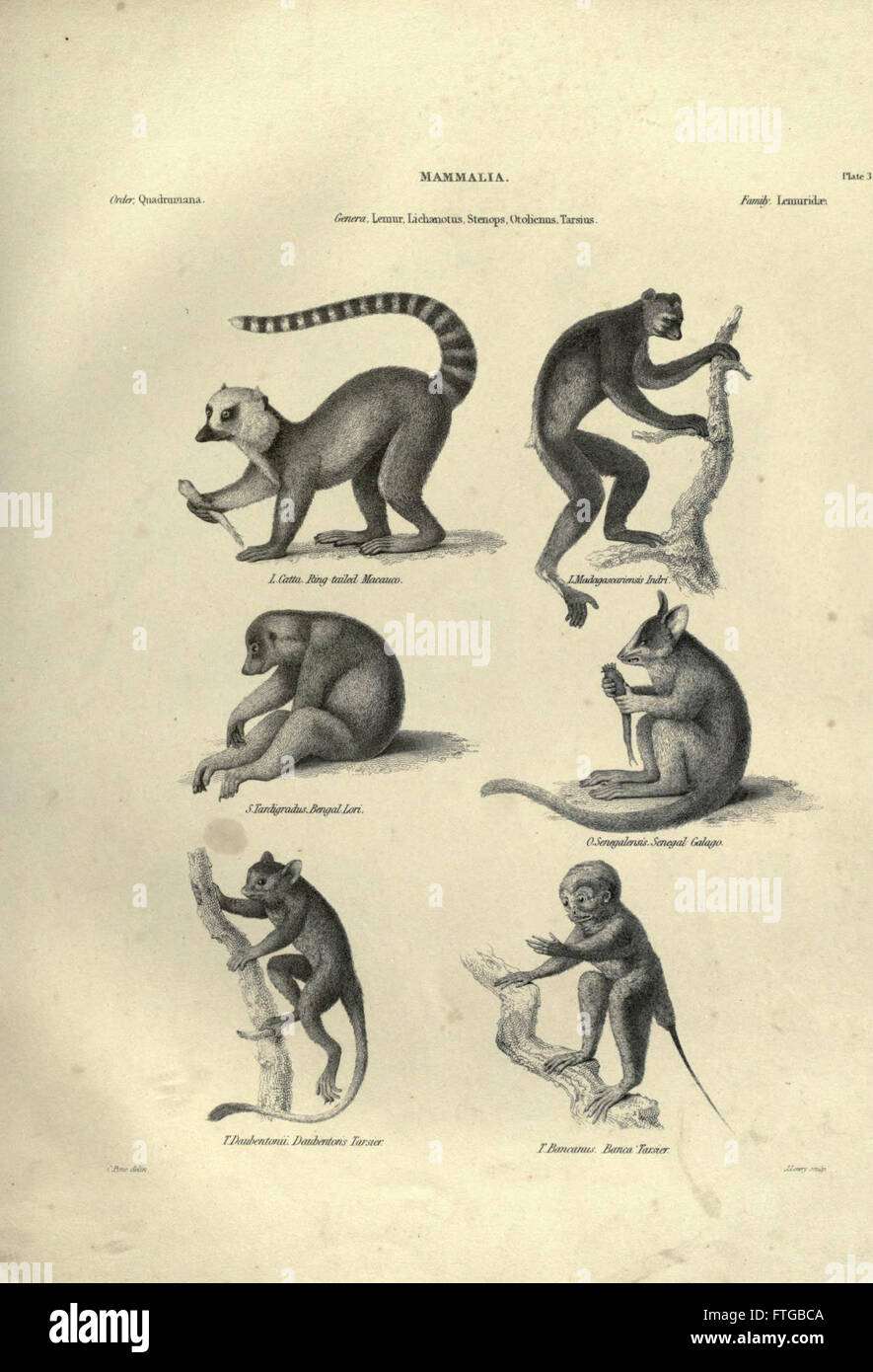 Illustrations of Zoology (Plate 3) depicts various animal species ...