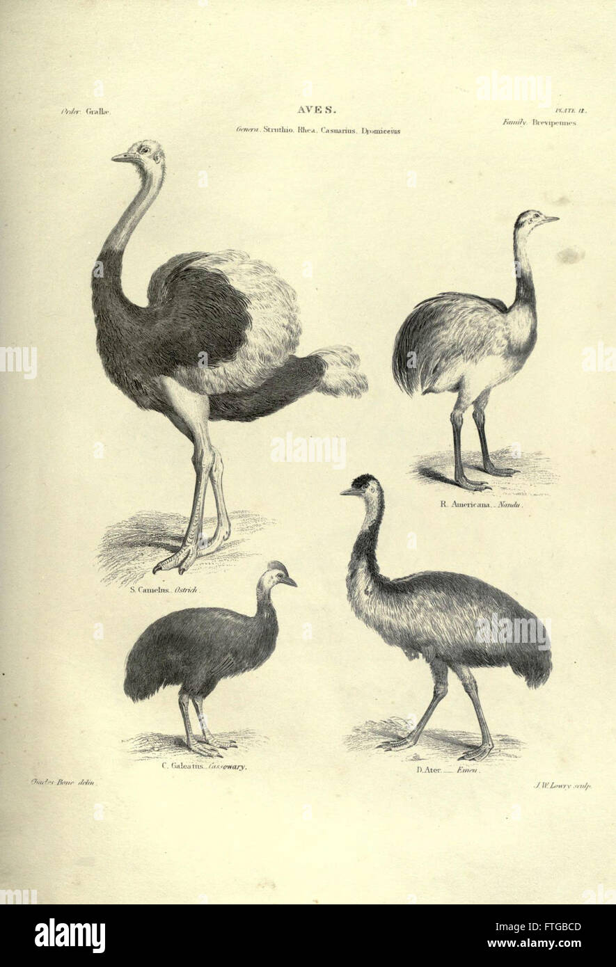 This zoological illustration (Plate 32) presents a detailed and ...
