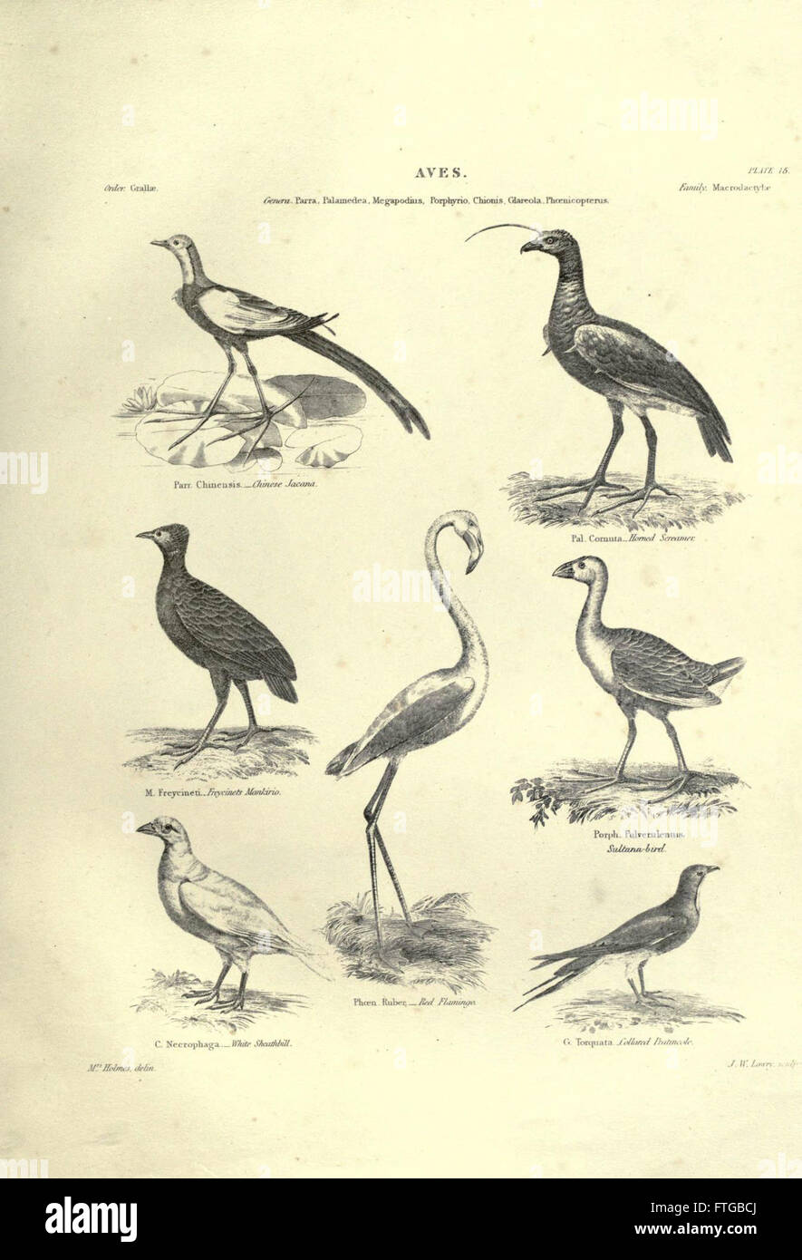 A zoological illustration plate, focusing on species from the animal ...