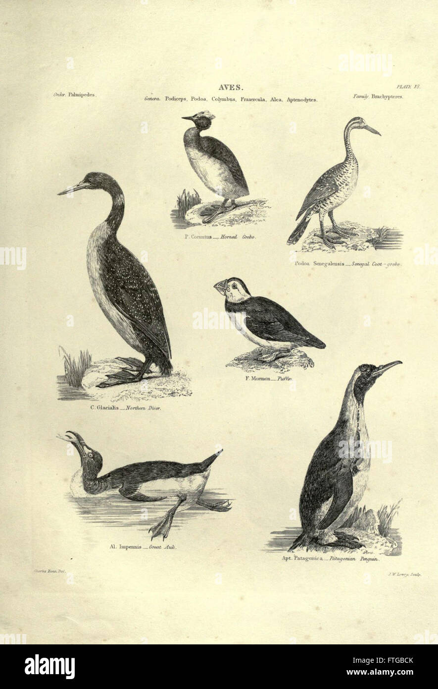 This work features an illustration from 'Illustrations of Zoology ...