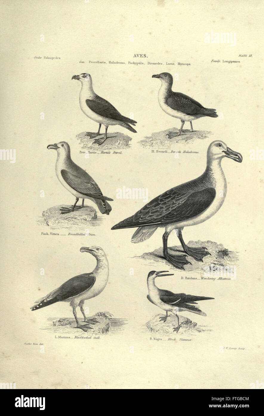 Showcasing various morphological features hi-res stock photography and ...