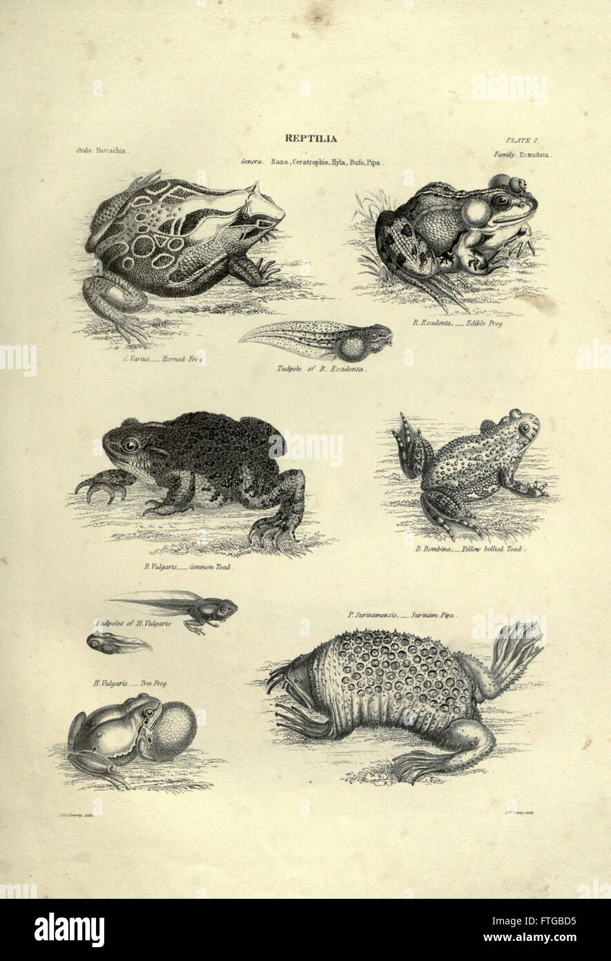 A zoological illustration plate featuring various animal species ...