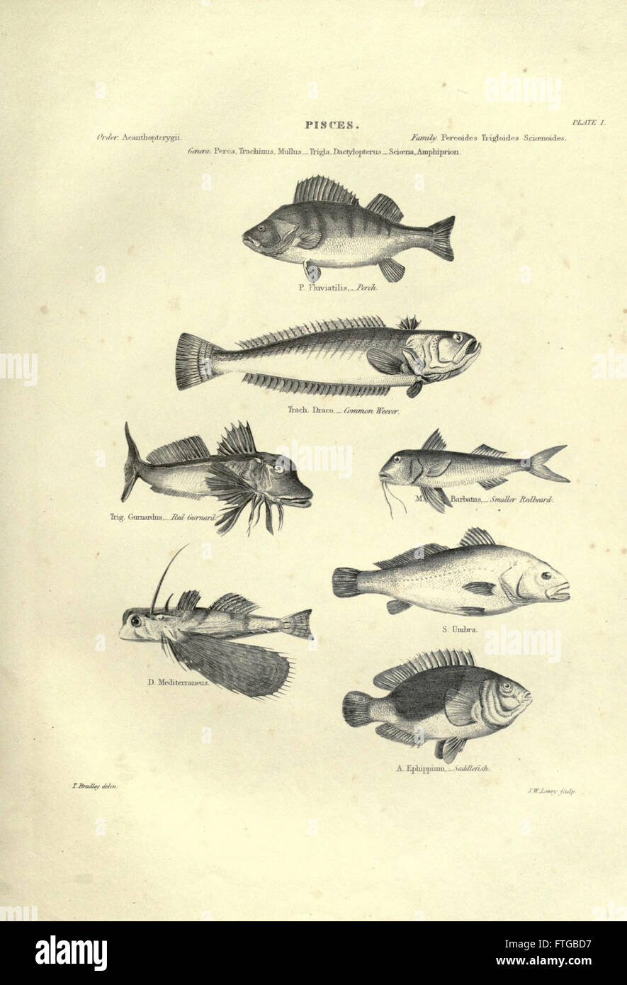 'Illustrations of Zoology' (Plate 49) is a scientific artwork ...