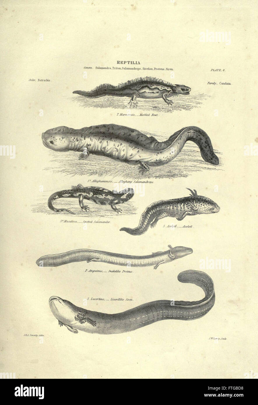 A detailed illustration from a zoology series, showcasing various ...