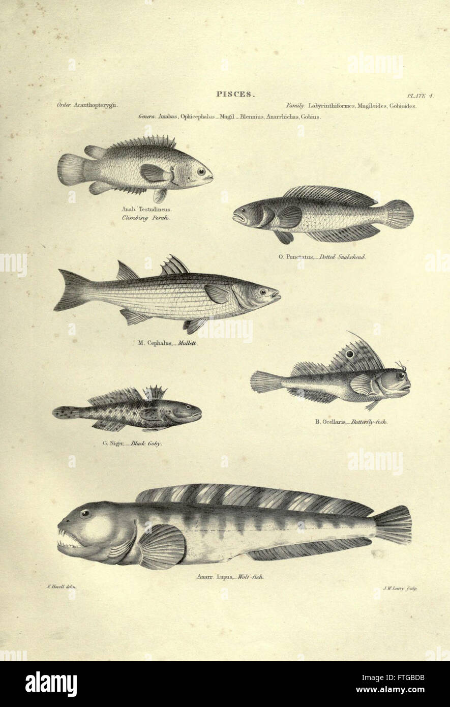 Plate 52 from *Illustrations of Zoology* showcases various animal ...