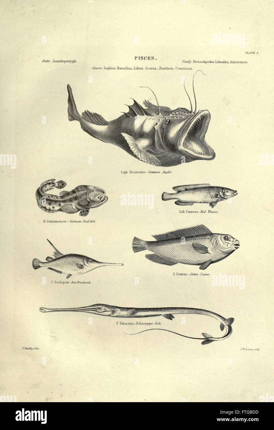 Plate 53 from 'Illustrations of Zoology' displays scientifically ...