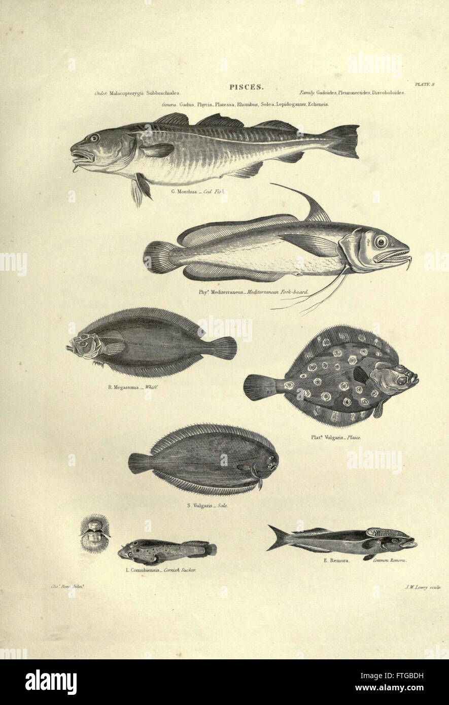 A zoological illustration depicting various animal species in a ...