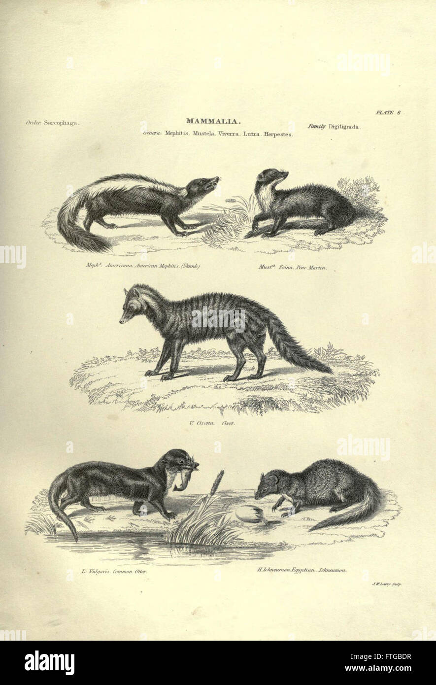 A zoological illustration series, focusing on animal species and ...