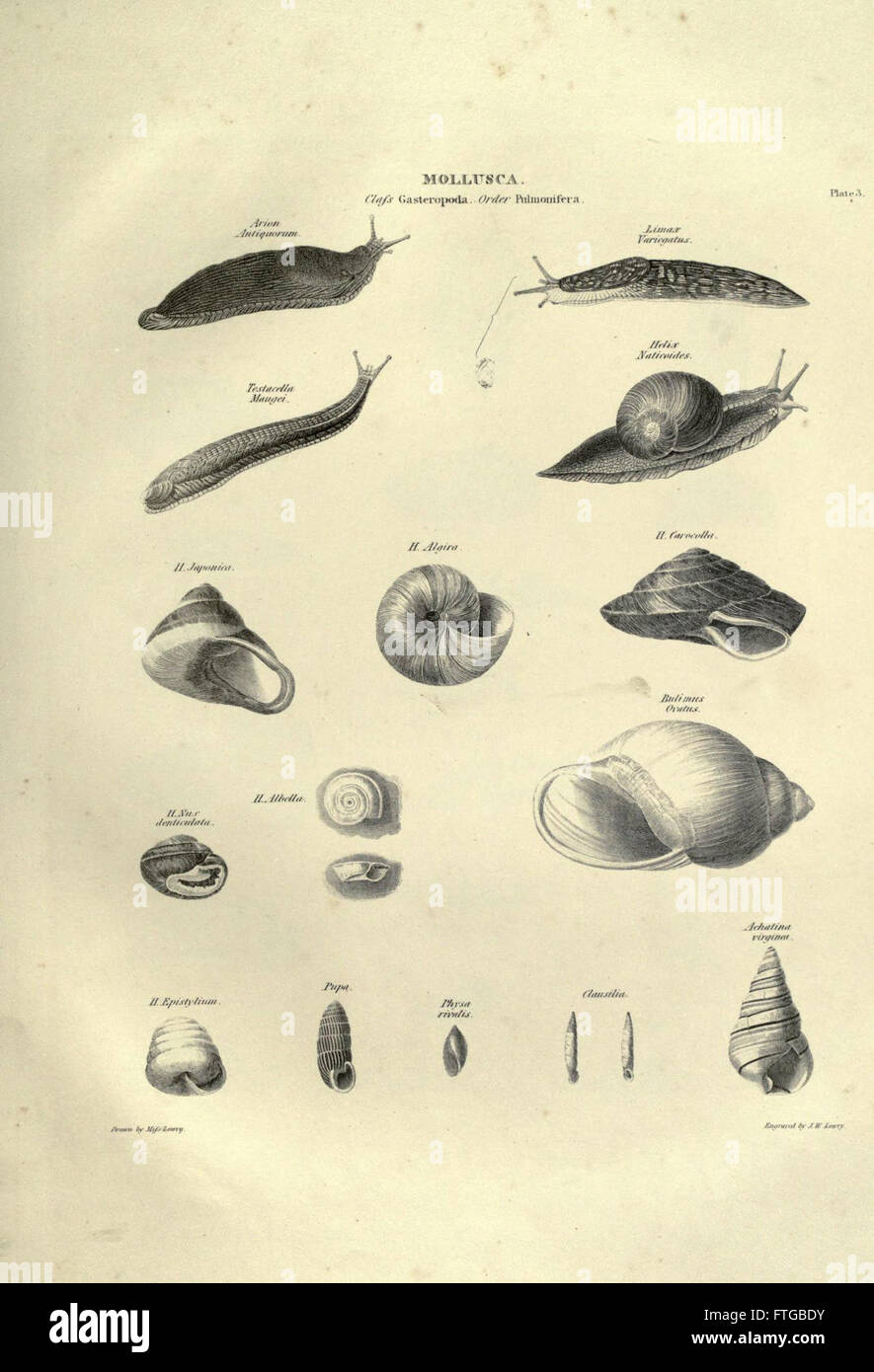 Plate 63 from 'Illustrations of Zoology,' showcasing detailed ...