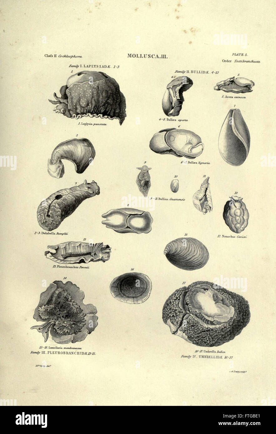 Plate 65 from 'Illustrations of Zoology' displays detailed depictions ...