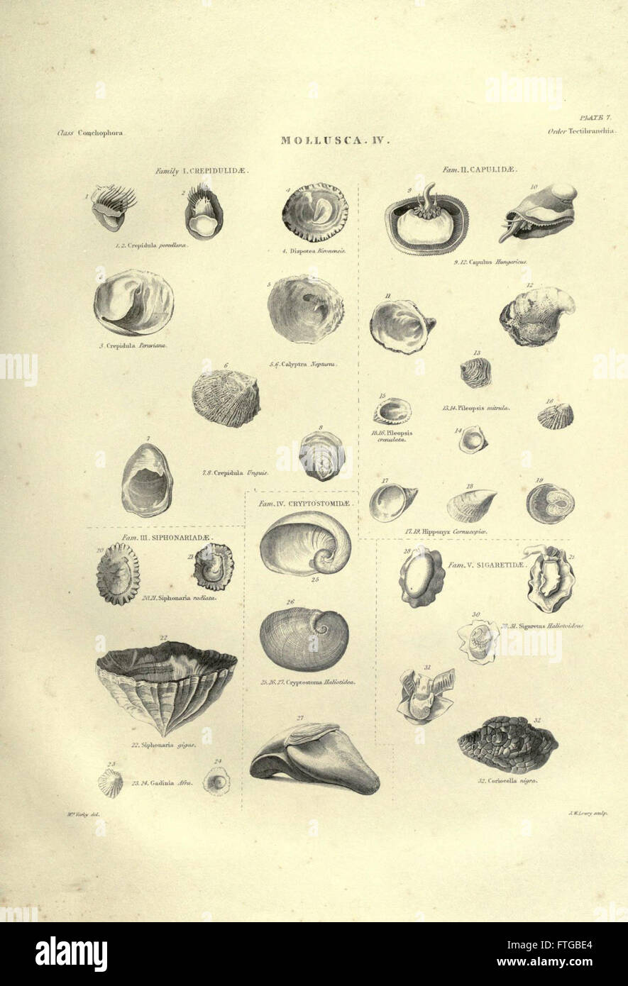 Illustrations of Zoology (Plate 67) depicts various animal species ...