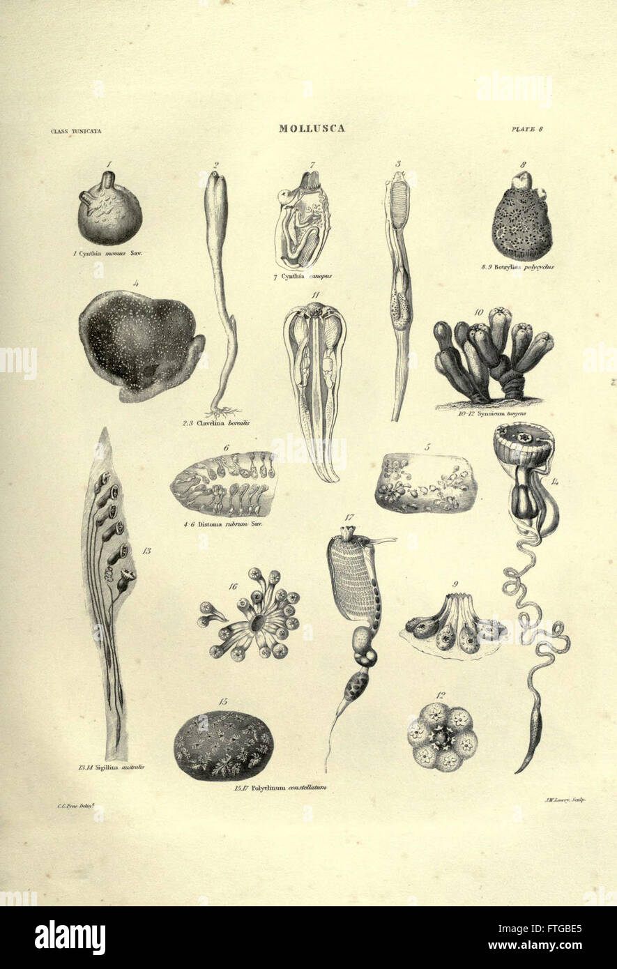 Plate 68 from 'Illustrations of Zoology' features detailed depictions ...