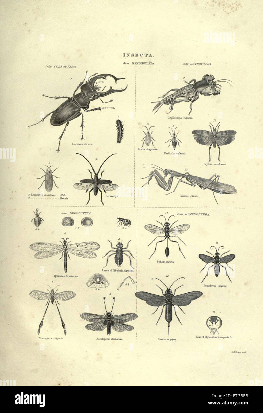 This zoological illustration plate, part of a larger work, presents ...