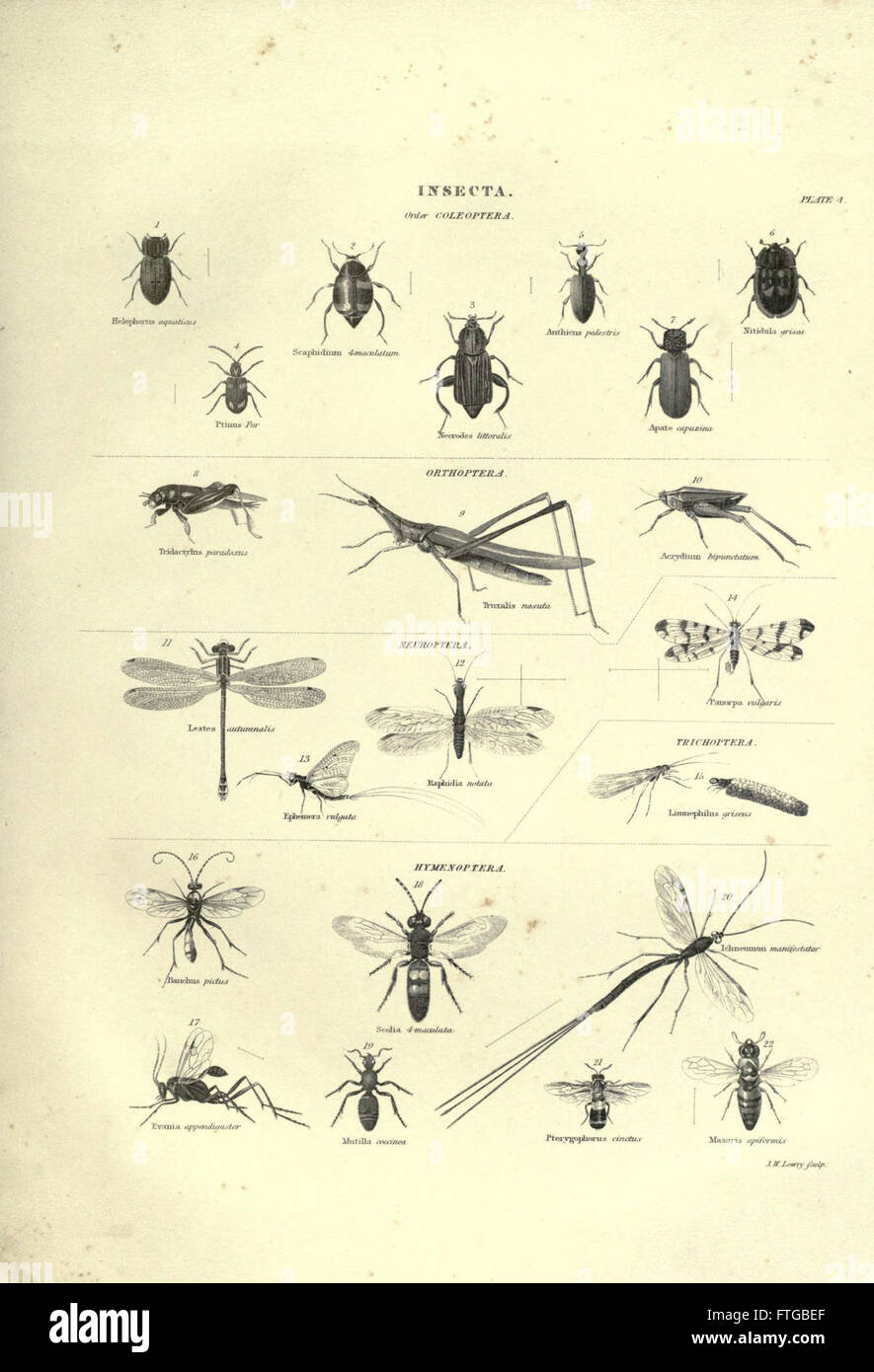 Illustrations of zoology (Plate 75 Stock Photo - Alamy