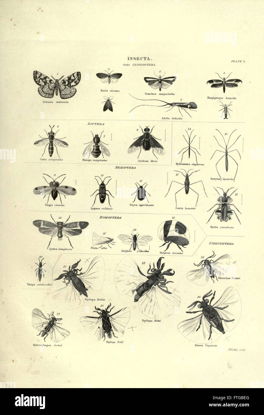 'Illustrations of Zoology' (Plate 76) presents detailed visual ...