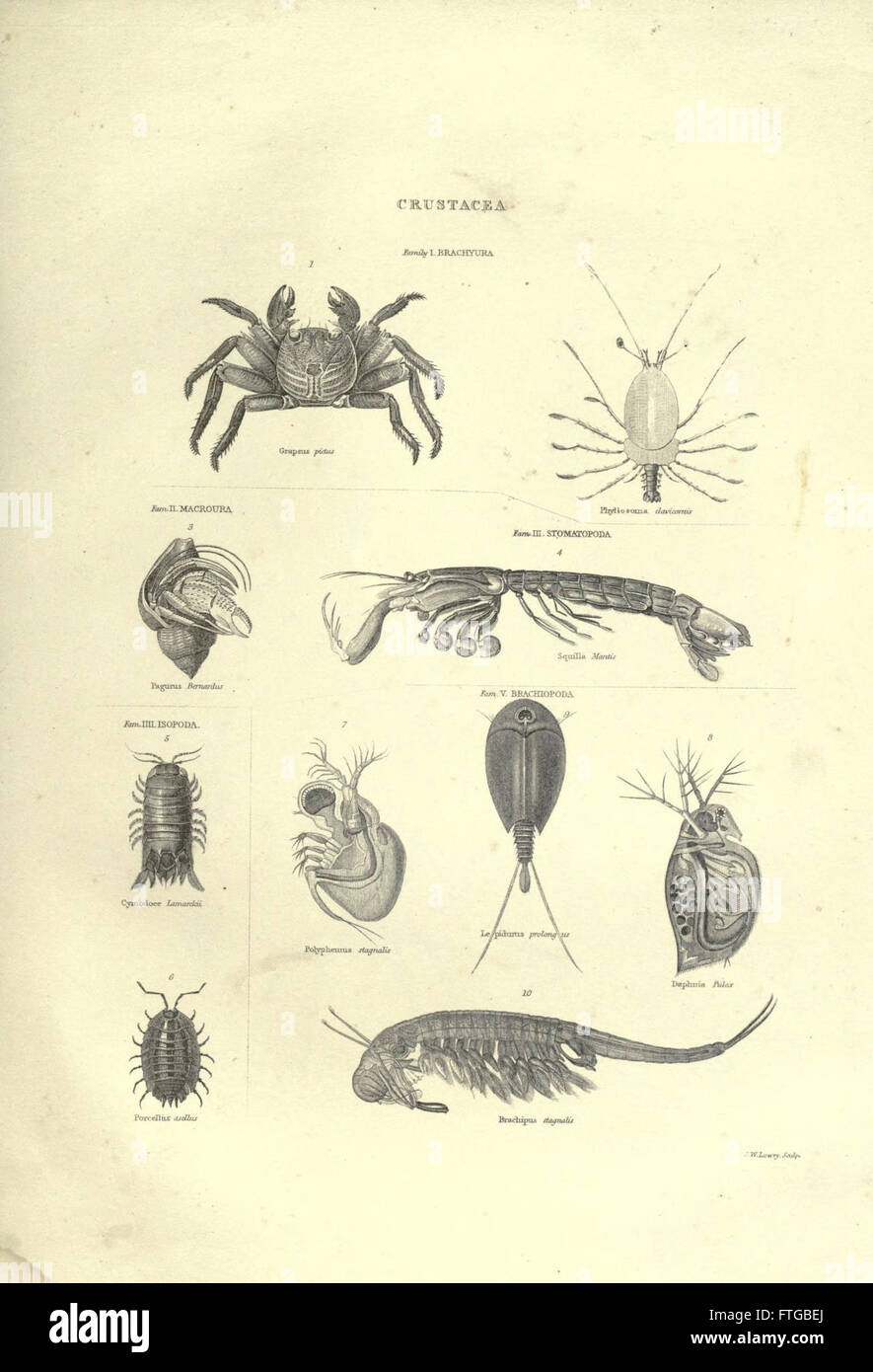 An illustration from Illustrations of Zoology featuring diverse animal ...