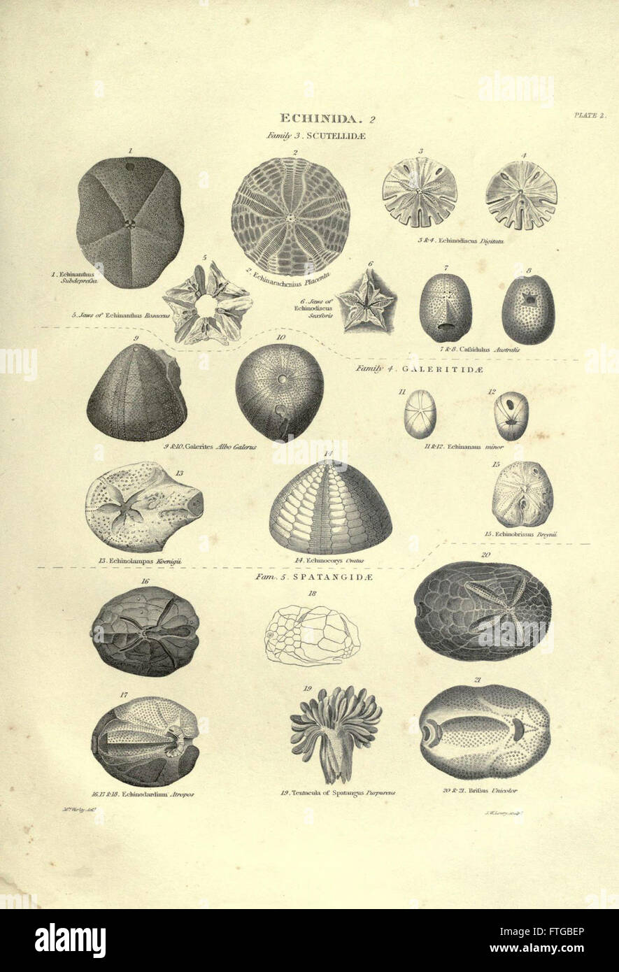 A scientific illustration from a zoology text, depicting various animal ...
