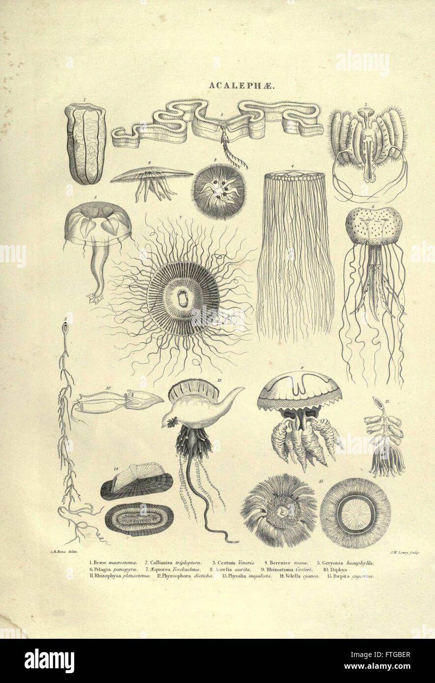 A zoological study featuring scientific illustrations of various animal ...