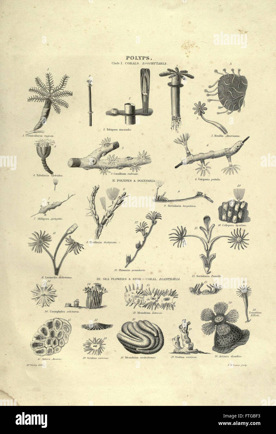 An illustration from a zoological work, showcasing detailed depictions ...