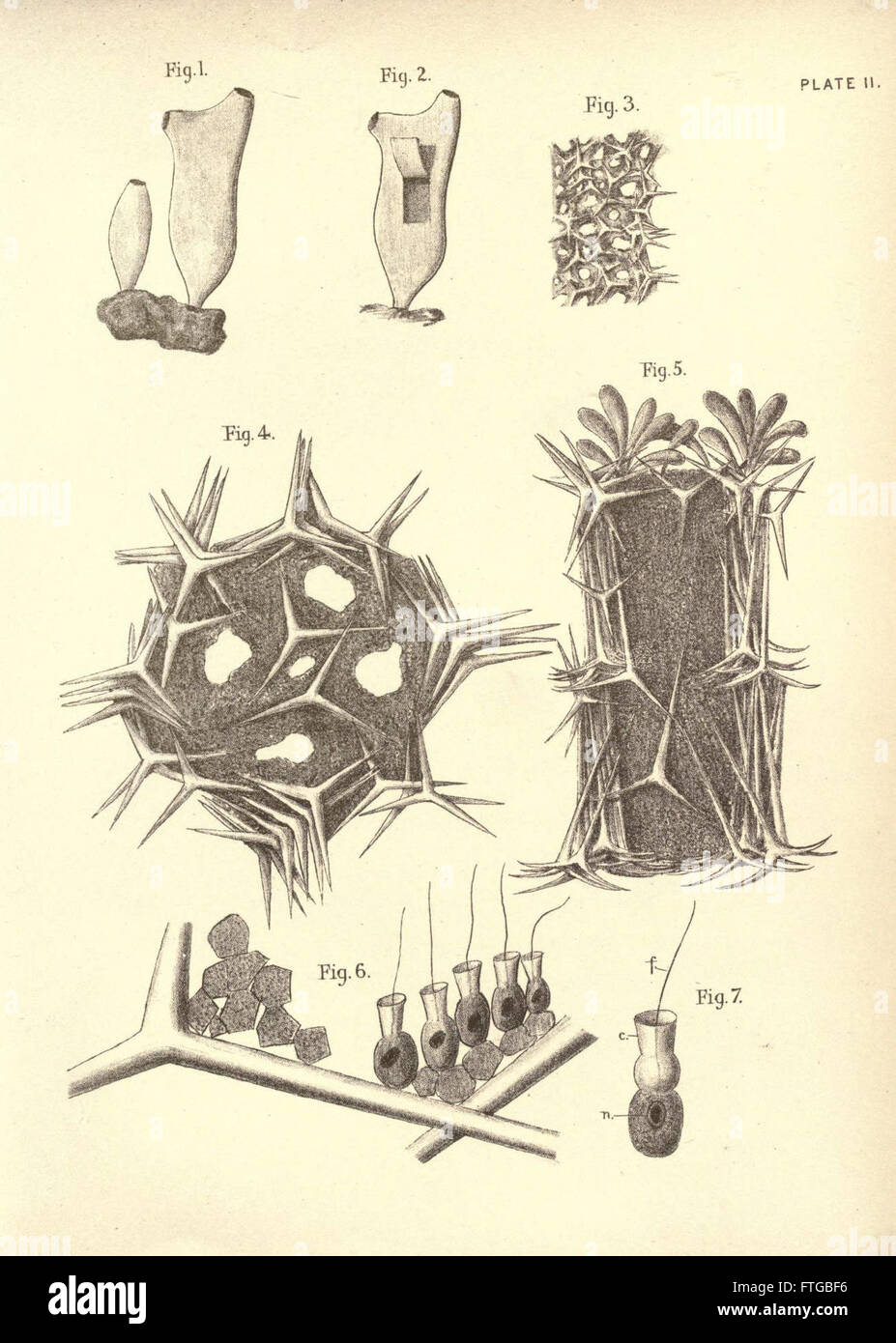 A zoological illustration plate showcasing various animal species ...