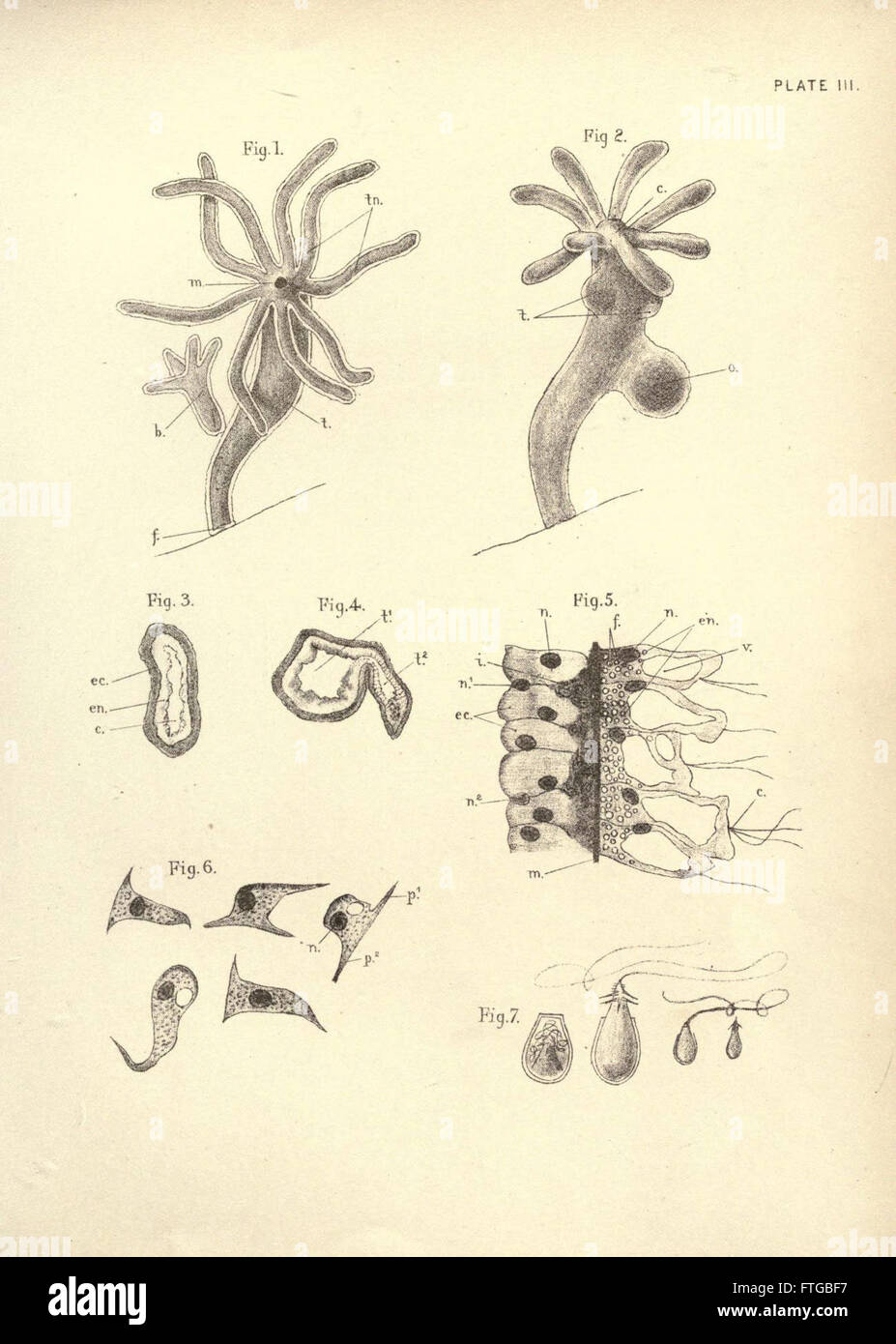 *Illustrations of Zoology* (Plate III) provides detailed visual ...
