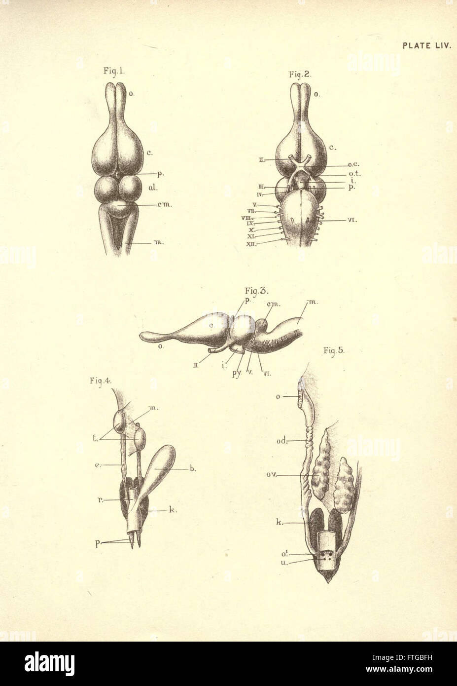 This zoological illustration plate (LIV) showcases various species of ...