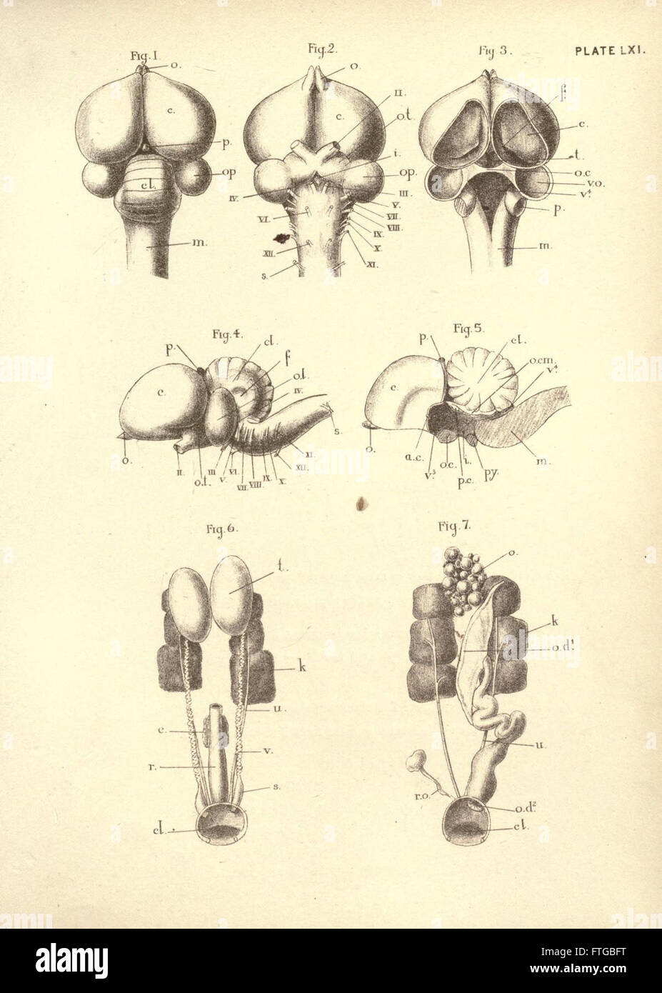 'Illustrations of Zoology' provides visual representations of animal ...