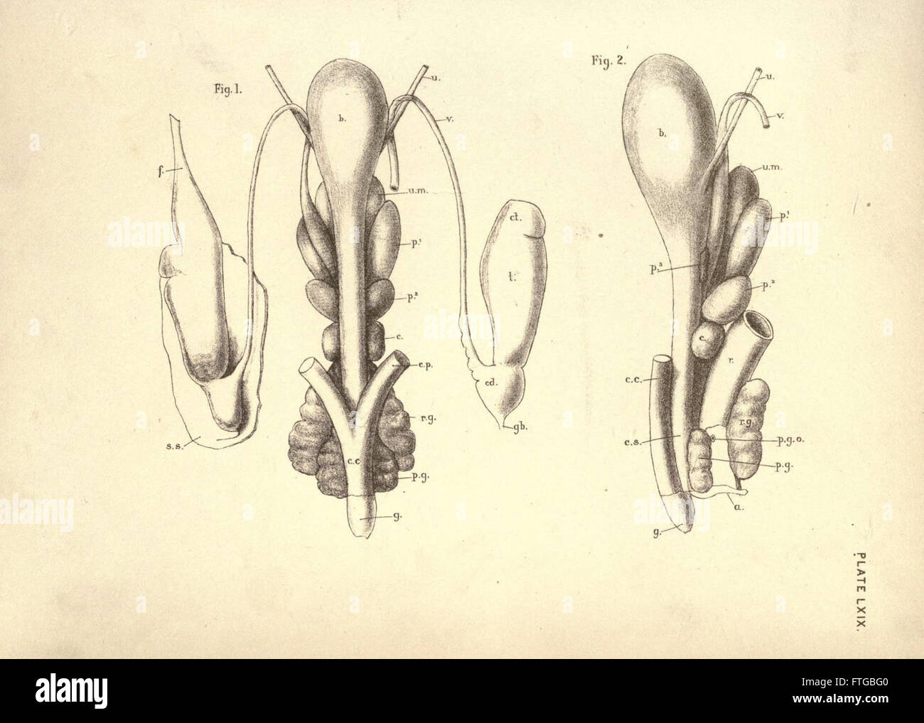 Page lxix hi-res stock photography and images - Alamy