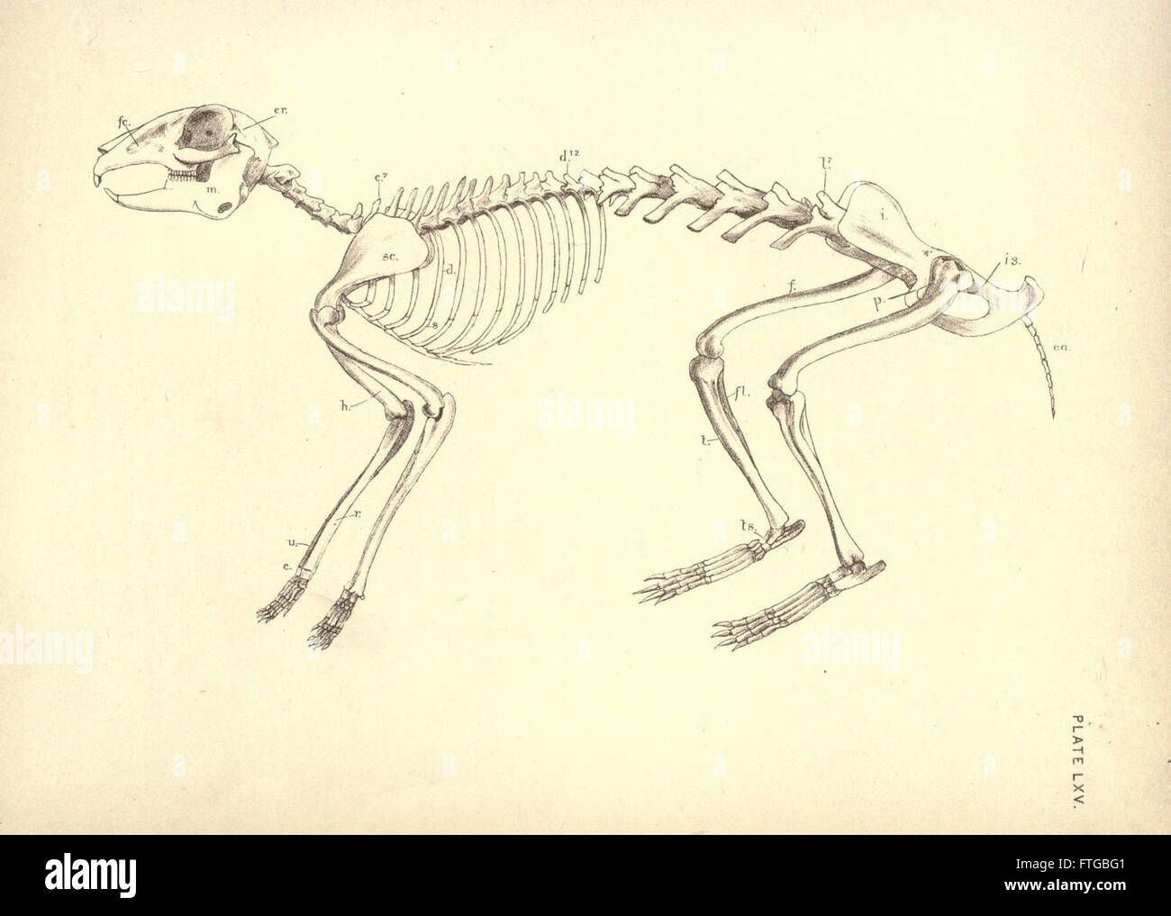 Lxv letter hi-res stock photography and images - Alamy