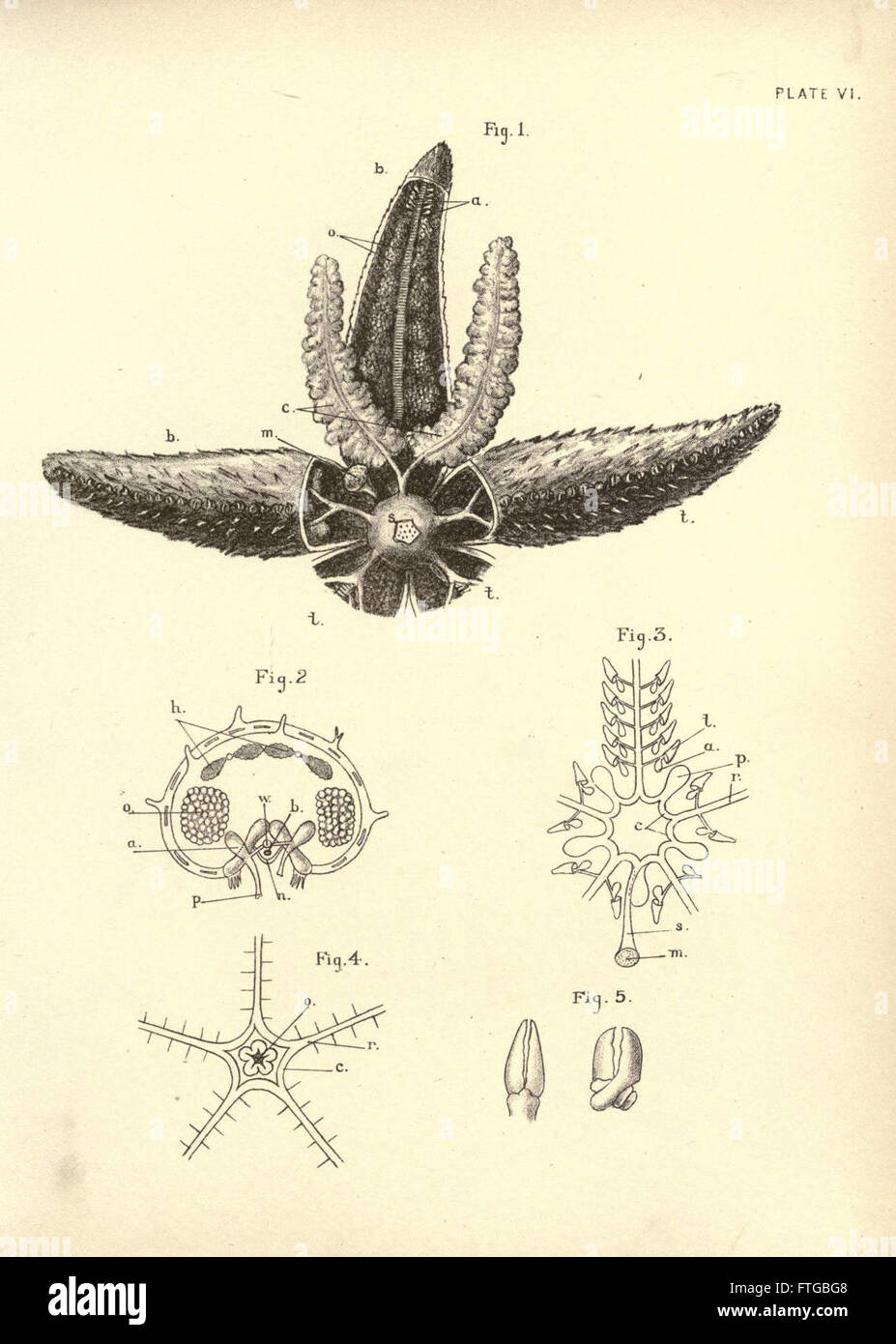 This zoological illustration focuses on various animal species ...
