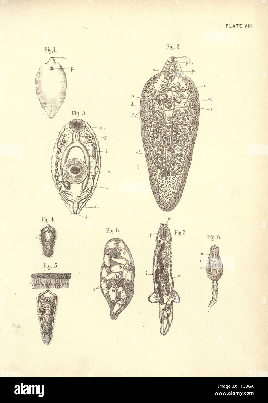 A detailed zoological illustration plate, showcasing various species ...