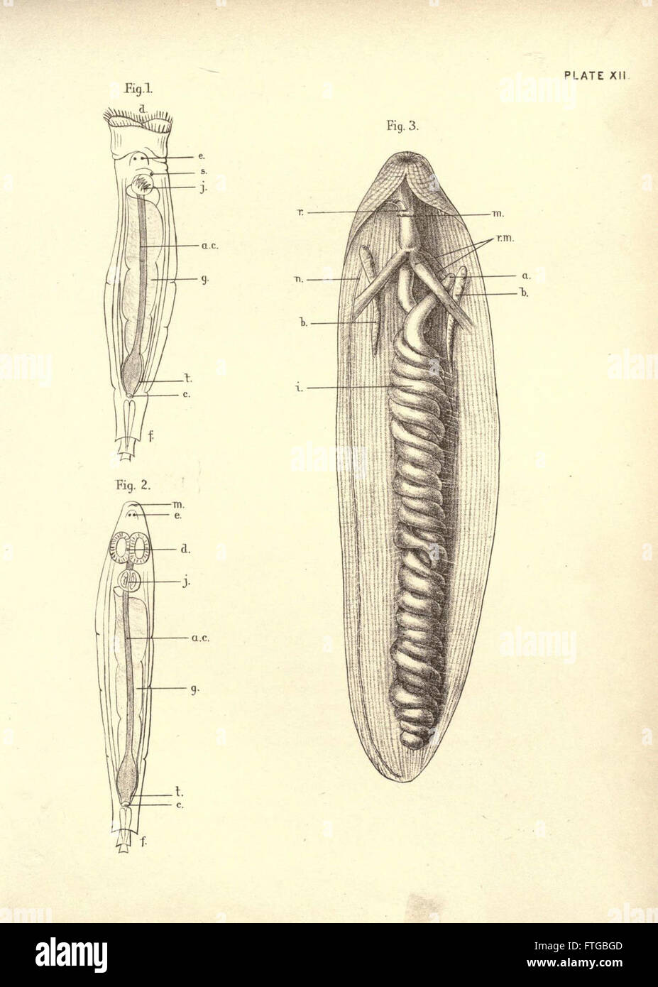 This plate from *Illustrations of Zoology* depicts a variety of animal ...