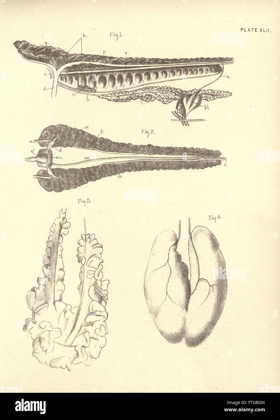 This zoological illustration offers a detailed representation of ...