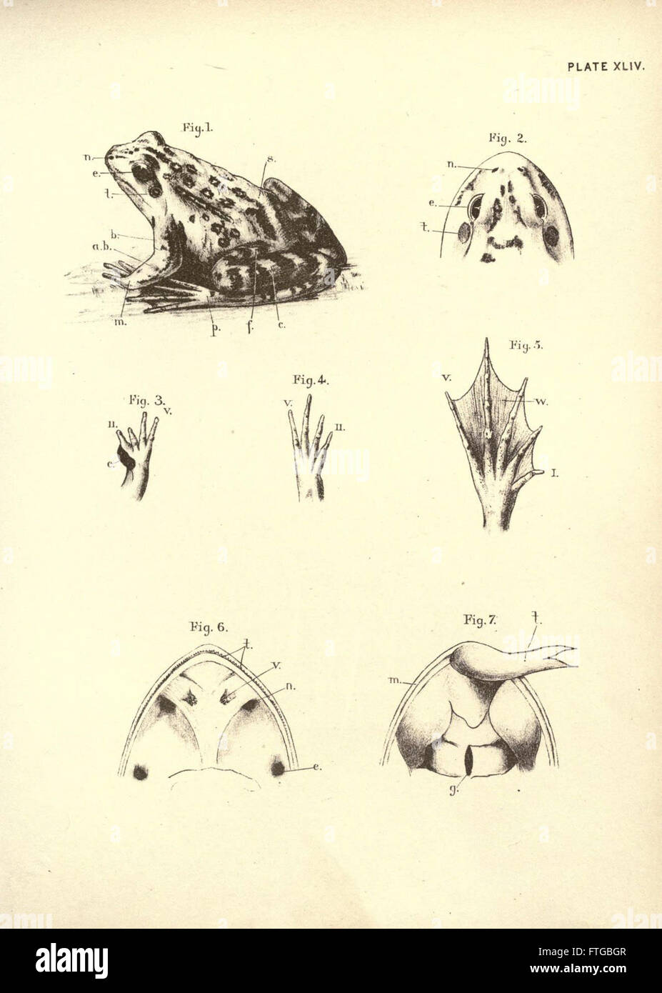 A zoological illustration plate depicting various animal species ...